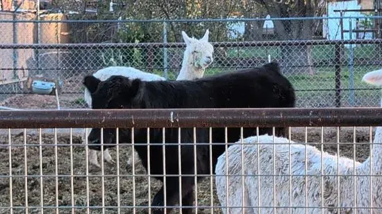 Amadio Ranch | Laveen Village, AZ | Checkle